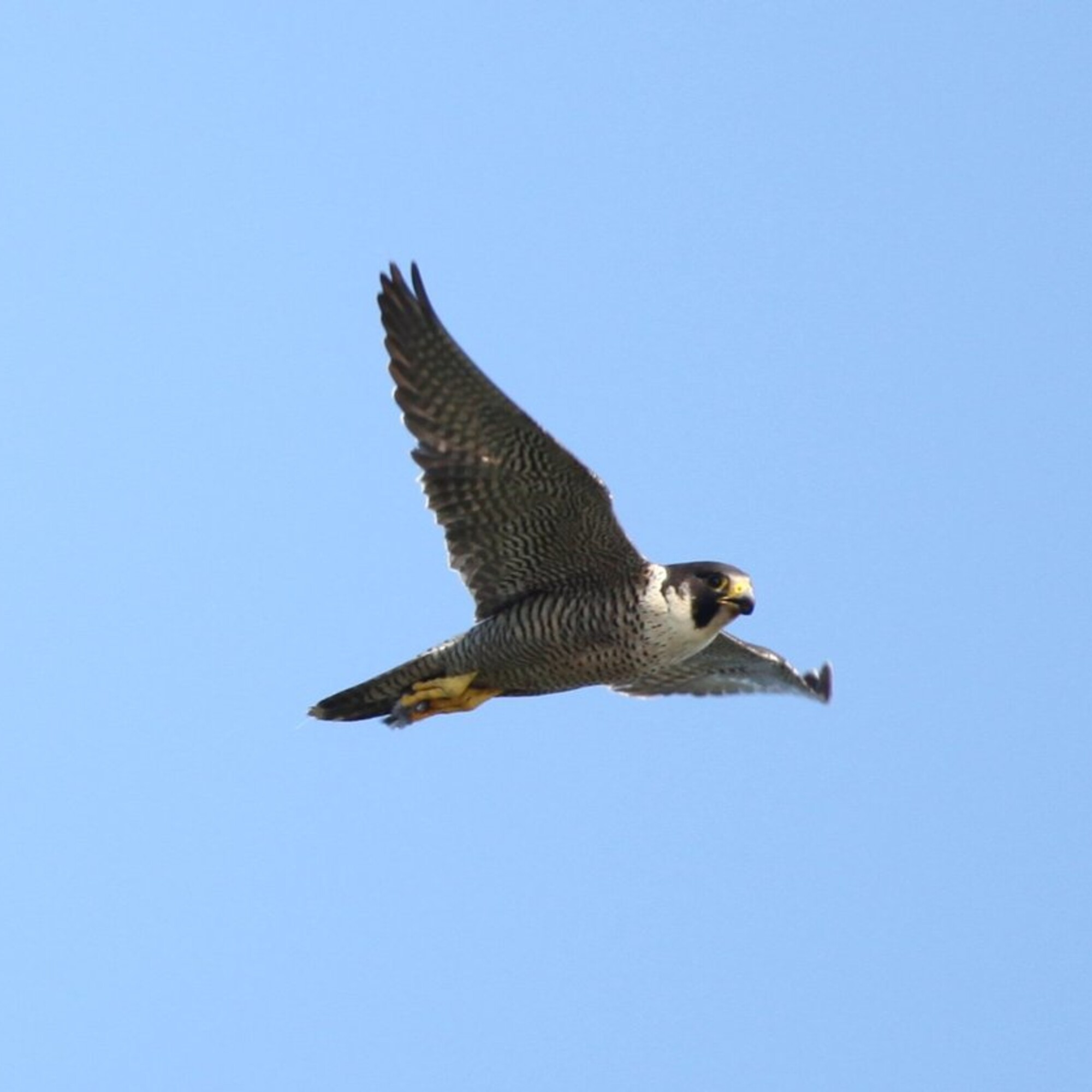 Faucons et NATURA 2000 - Faucons pour tous 2026