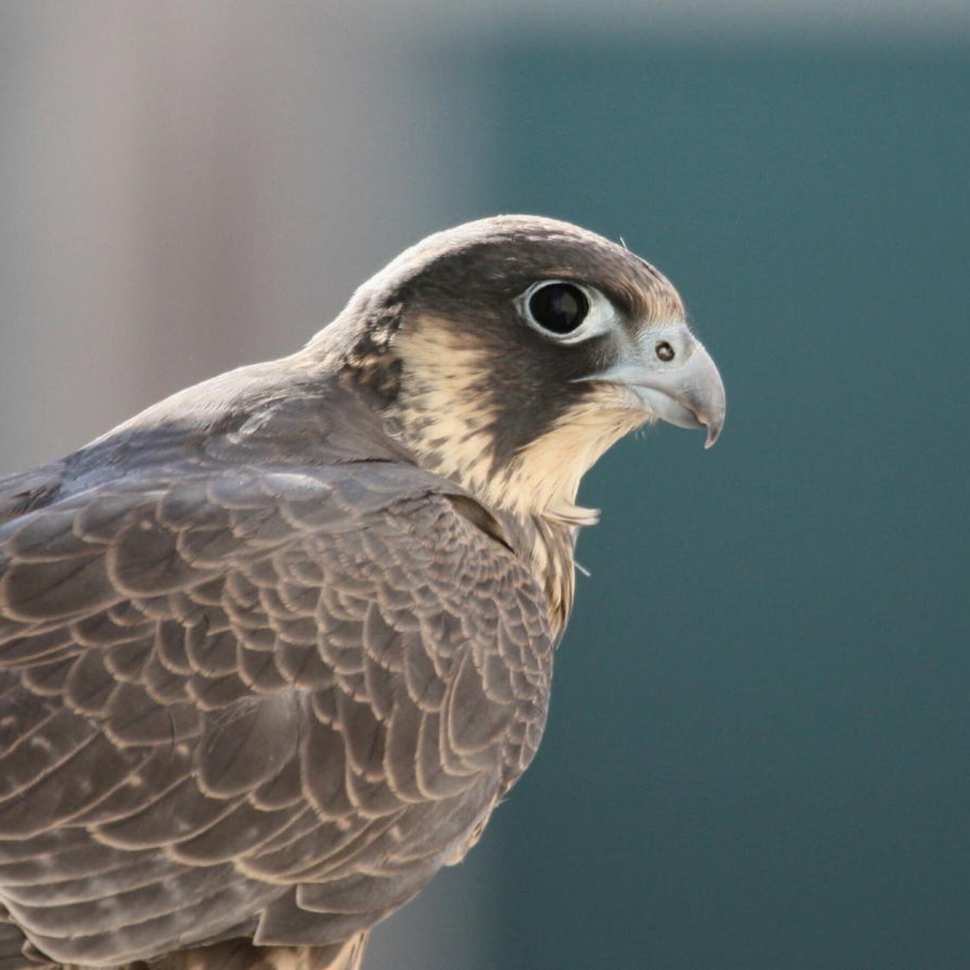 Les cinq fauconneaux volent - Faucons pour tous 2025
