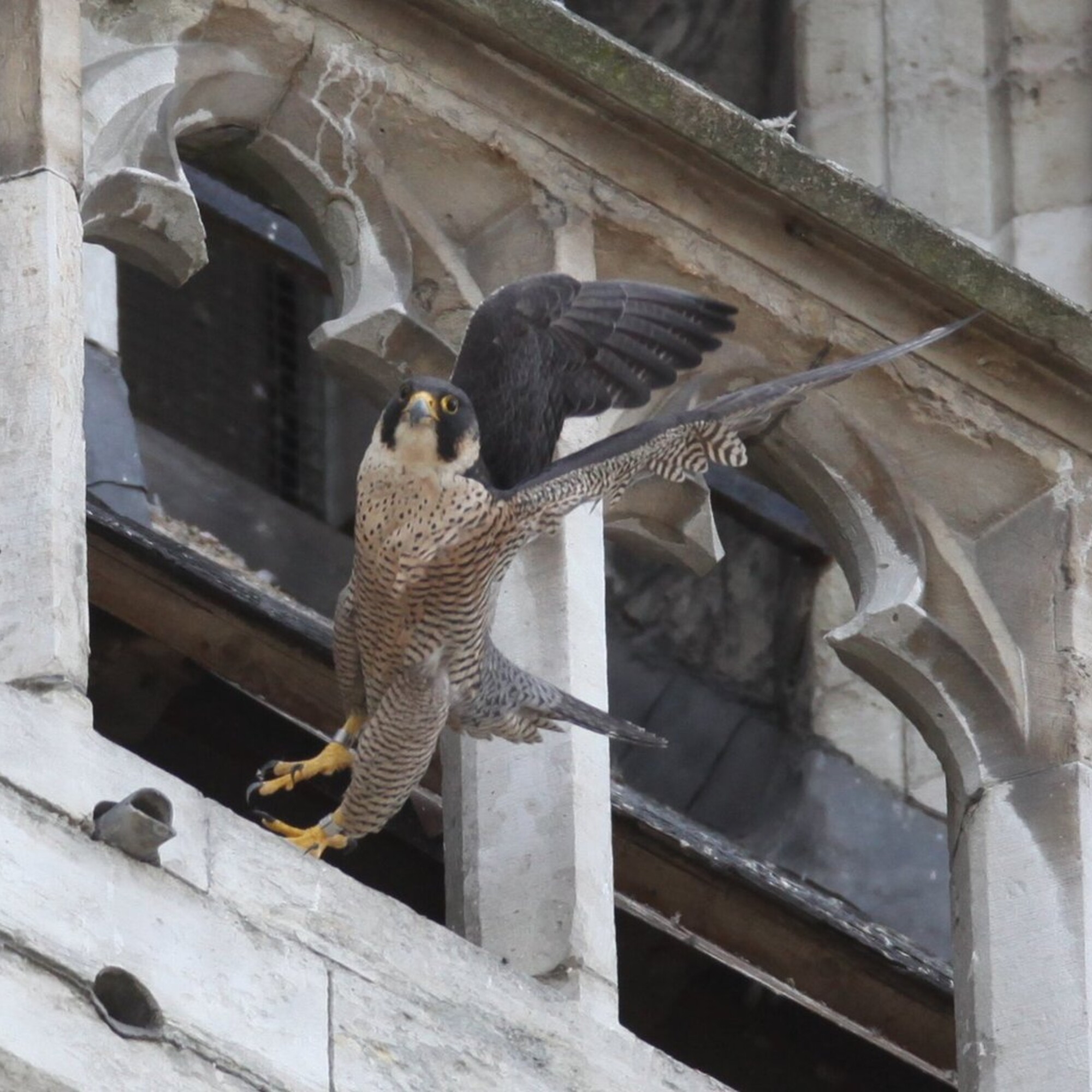 Comment reconnaitre le mâle de la femelle faucon ? - Faucons pour tous 2025